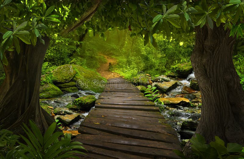 Rainforest Bridge stock image. Image of scenic, green - 2648279