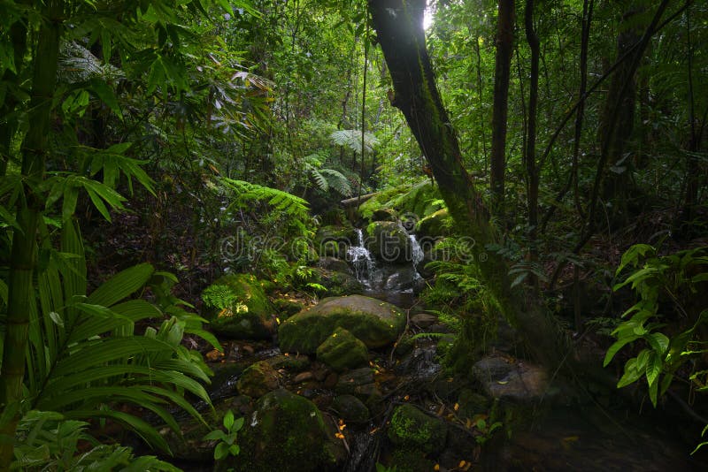 Asian tropical rainforest stock photo. Image of trunk - 140890764