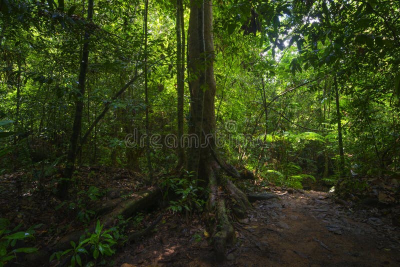 Asian tropical rainforest stock image. Image of tropical - 140890785