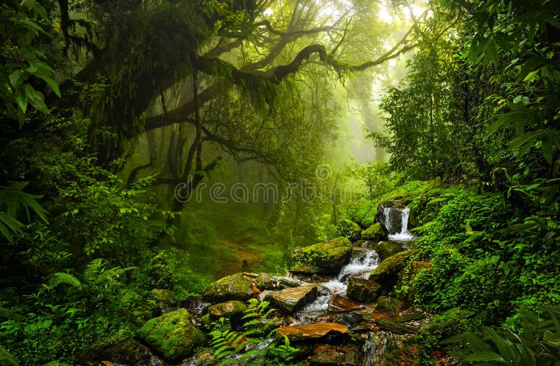 Asian tropical rainforest stock photo. Image of nature - 140890952