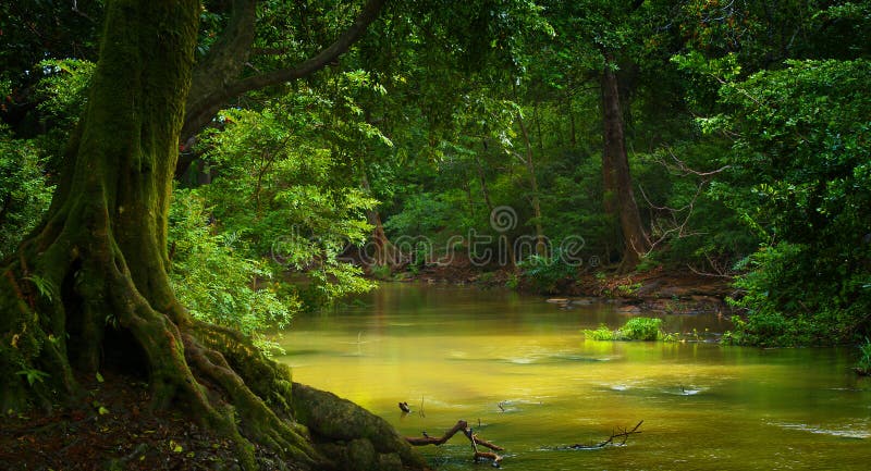Asian tropical rainforest stock image. Image of himalaya - 140890981