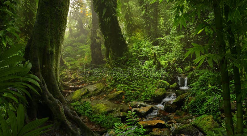 Asian tropical rainforest stock image. Image of amazon - 140890619