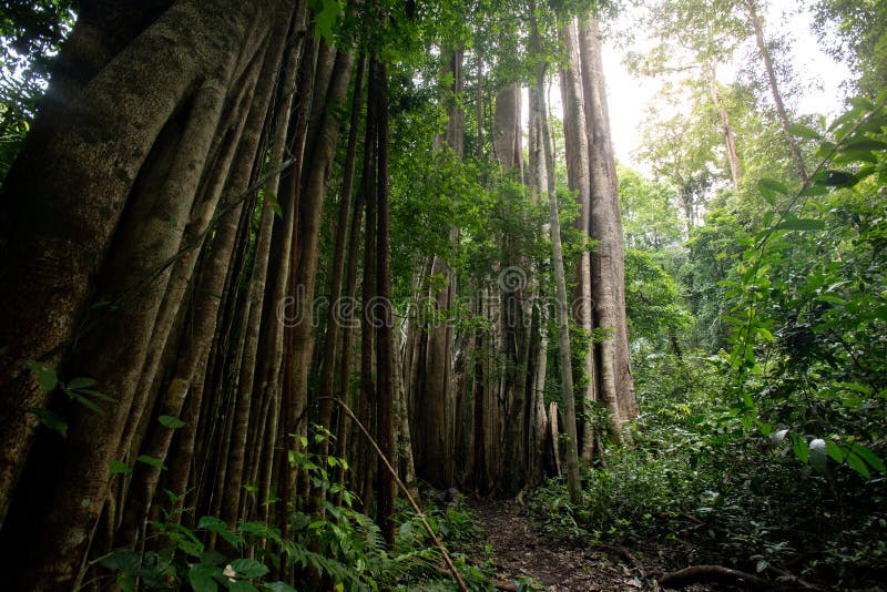 Asian Tropical Rainforest,forest Trees, Nature Green Wood Backgrounds ...
