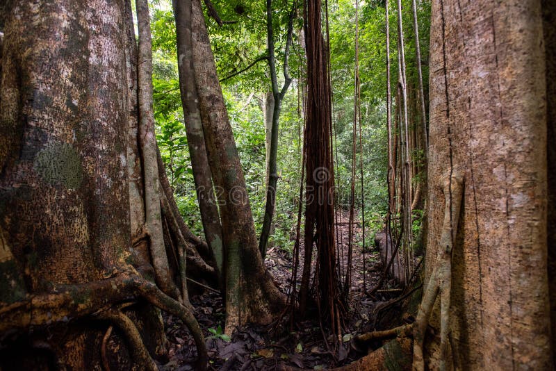 Asian Tropical Rainforest, Forest Trees, Tree Roots in Forest Stock ...