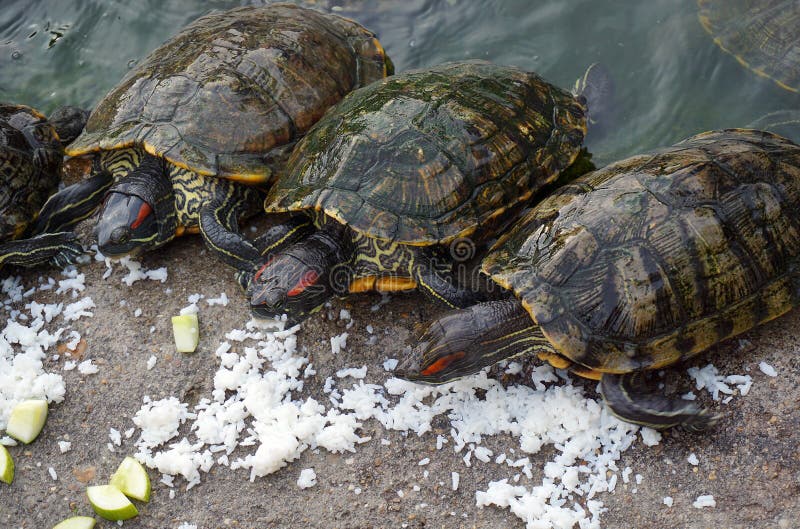 Turtle Eating Some Rice Stock Photos - Free & Royalty-Free Stock Photos ...