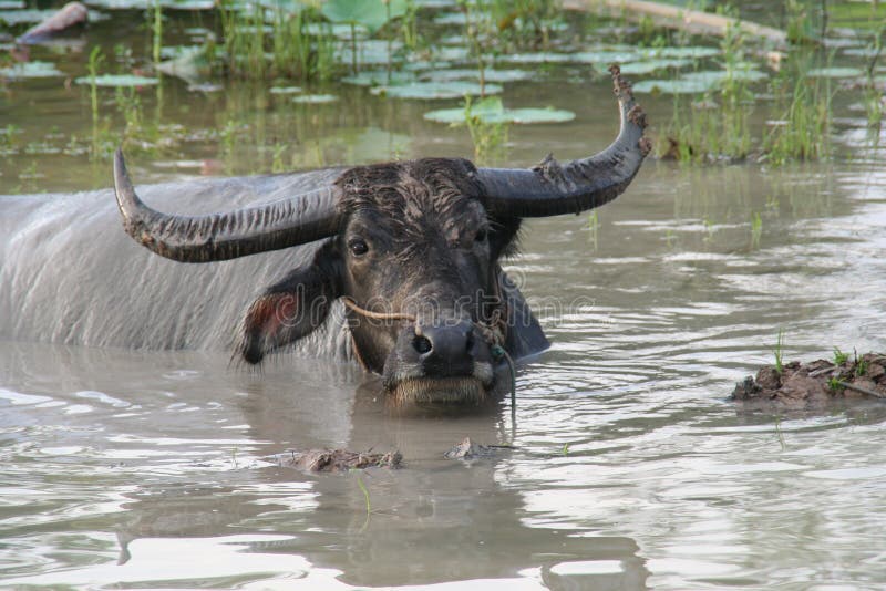 Asian Water Buffalo stock image. Image of bath, area - 11549513