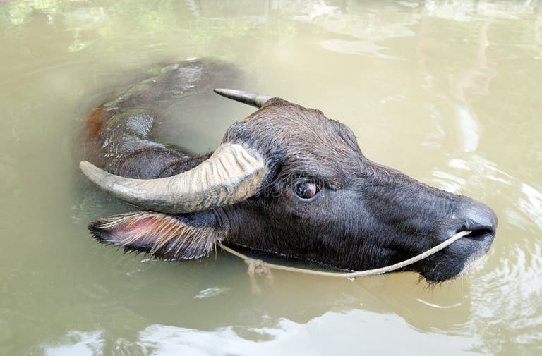 1,558 Funny Buffalo Stock Photos - Free & Royalty-Free Stock Photos ...