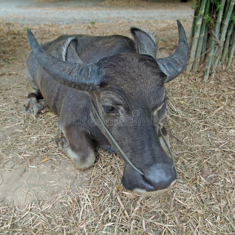 Asian Water Buffalo or Bubalus Bubalis Stock Photo - Image of bubalis ...