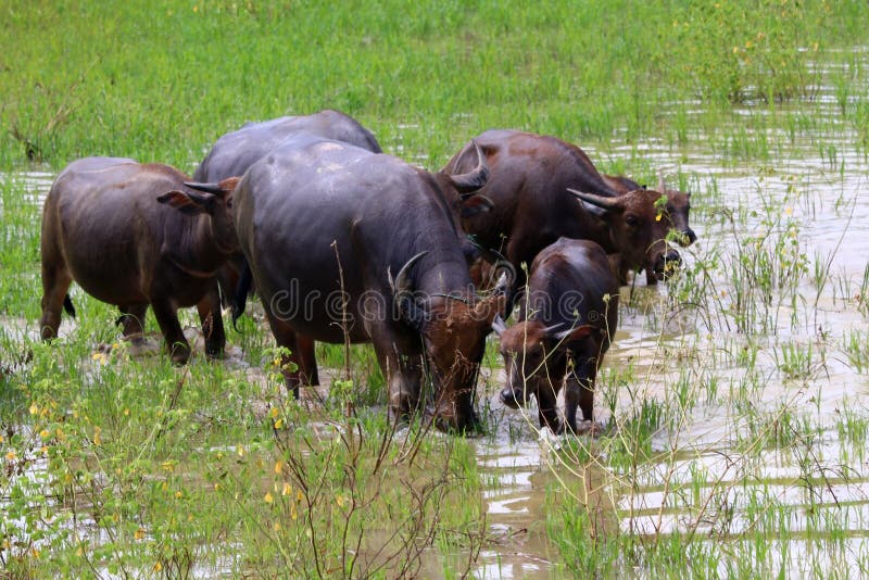 Asian Water Buffalo or Bubalus Bubalis Stock Image - Image of ...
