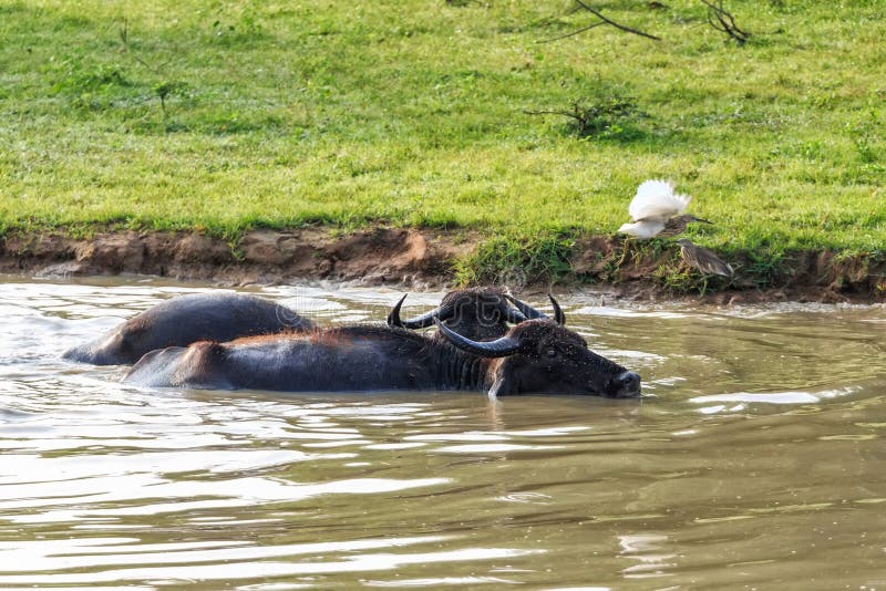 Asian Water Buffalo or Bubbalus Bubbalis Stock Image - Image of eating ...