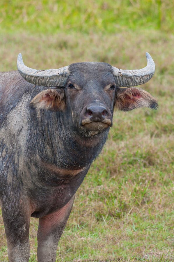 Asian Water Buffalo on the Field Stock Image - Image of large, colorado ...