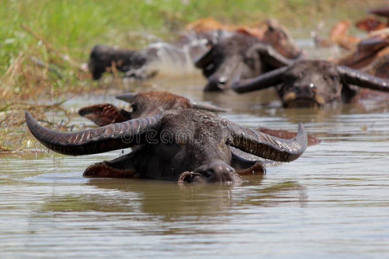 Asian Water Buffalo in the Water Stock Photo - Image of plant, farm ...