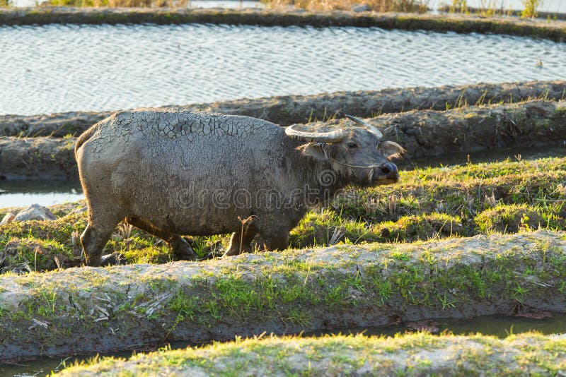 Asian Water Buffalo on Rice Fields of Terraces Stock Image - Image of ...