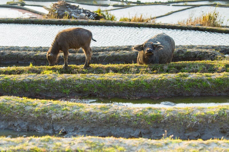 Asian Water Buffalo on Rice Fields of Terraces Stock Image - Image of ...