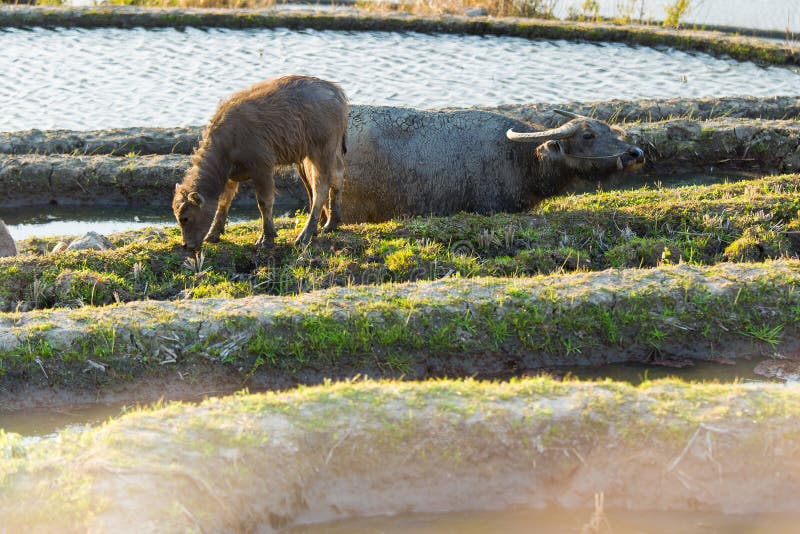 Asian Water Buffalo on Rice Fields of Terraces Stock Image - Image of ...