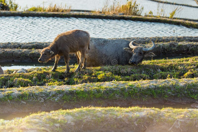 Asian Water Buffalo on Rice Fields of Terraces Stock Image - Image of ...