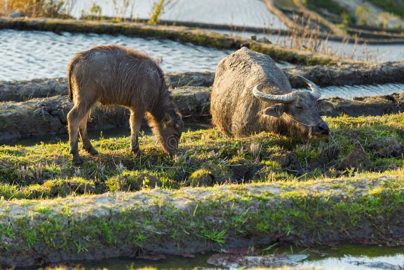 Asian Water Buffalo on Rice Fields of Terraces Stock Image - Image of ...