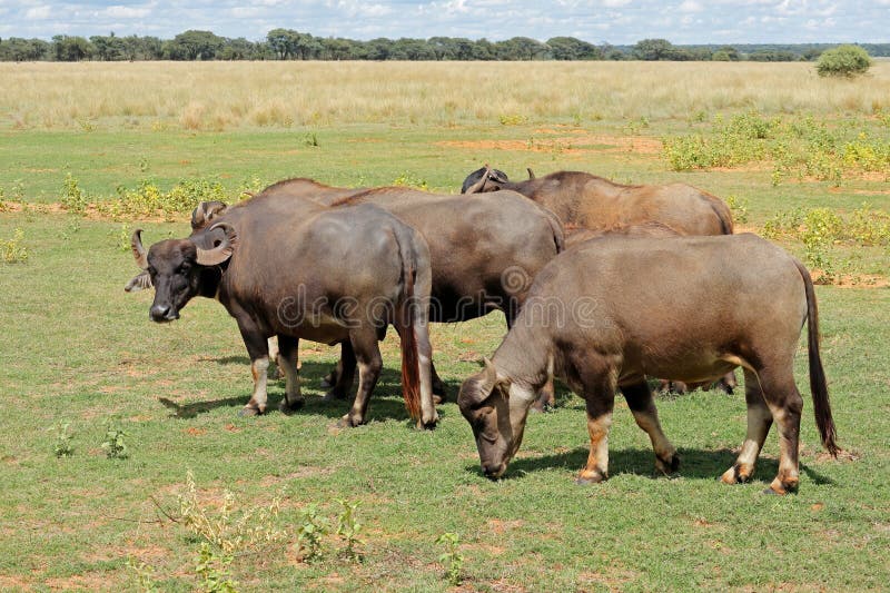Asian Water Buffaloes Grazing Stock Photo - Image of outdoors, outdoor ...