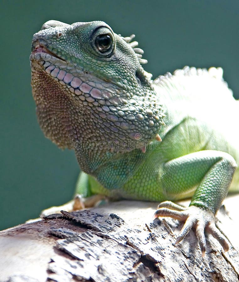 Asian water dragon 4 stock image. Image of scaly, sand - 3806061