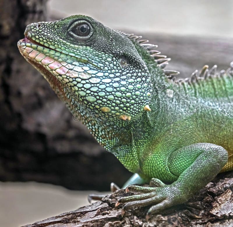 Asian water dragon 3 stock photo. Image of lizard, nature - 3805444