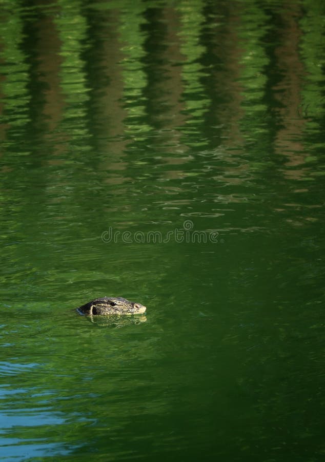 An Asian Water Lizard Swiming in the Pond Stock Photo - Image of ...