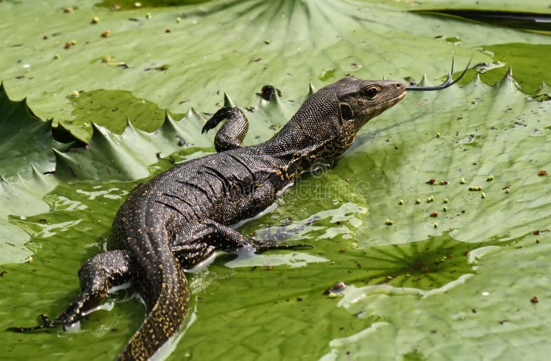 Asian water monitor lizard stock photo. Image of wild - 24634640