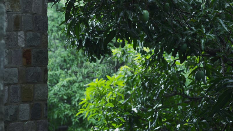 Study Dynamics of Tropical Rainfall through this Clip of Wet Mango Tree ...
