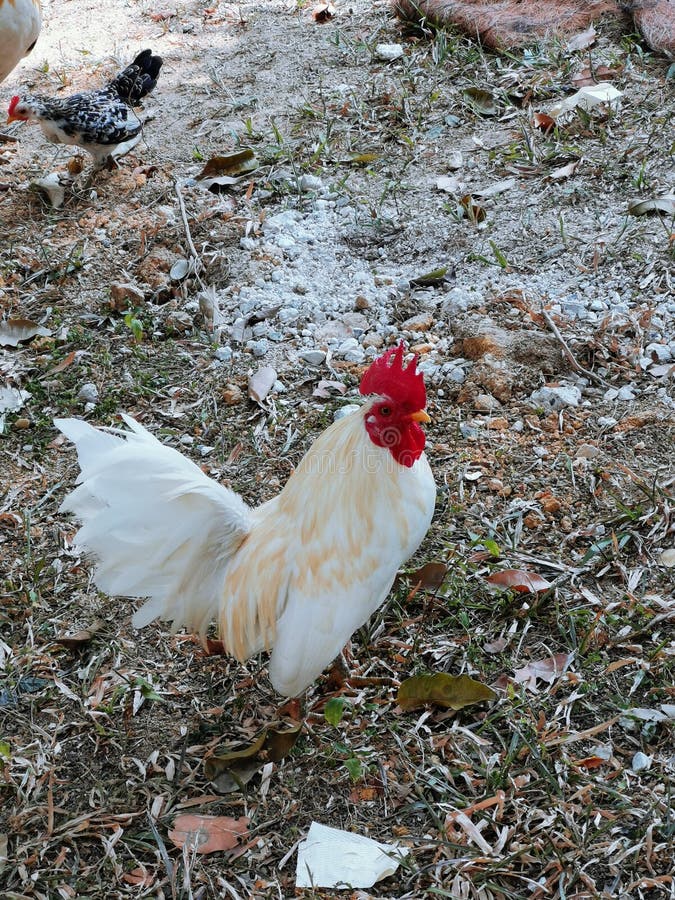 An Asian white chicken stock photo. Image of rooster - 167110386