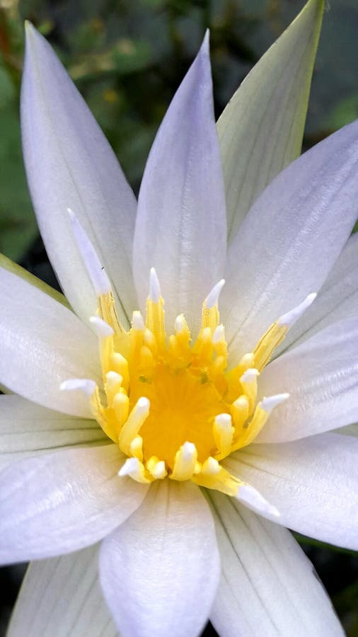Asian white lotus closeup stock photo. Image of lotus - 200656892