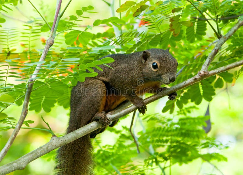 Asian Wild Plantain Squirrel Stock Photo - Image of wild, whisker: 14623552