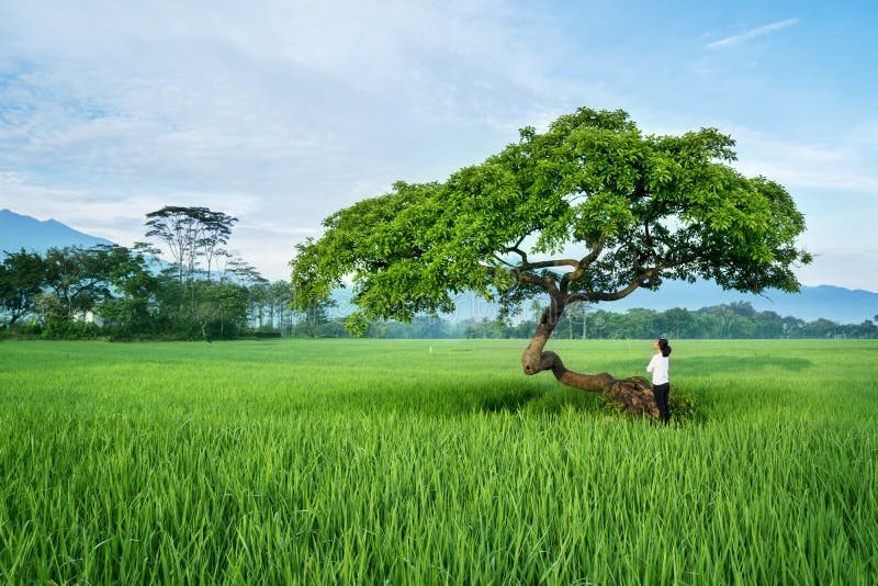 Asian Woman Looking a Tree in the Paddy Field Stock Photo - Image of ...