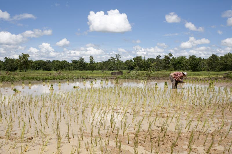 Asian Woman In The Rice Field, Thailand Stock Photo - Image of work ...