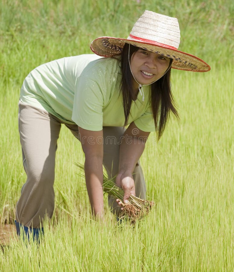 Asian Woman in the Rice Field, Thailand Stock Photo - Image of paddy ...