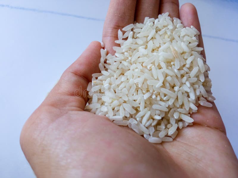 Asian Woman& X27;s Hand Holding Rice Stock Photo - Image of female ...