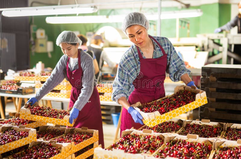 Asian Woman Sorting Cherries Stock Photo - Image of farming, product ... Asian Woman Sorting Cherries Stock Photo - Image of farming, product ...