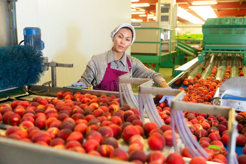 Asian Woman Sorting Peaches Stock Image - Image of japanese, peach ...