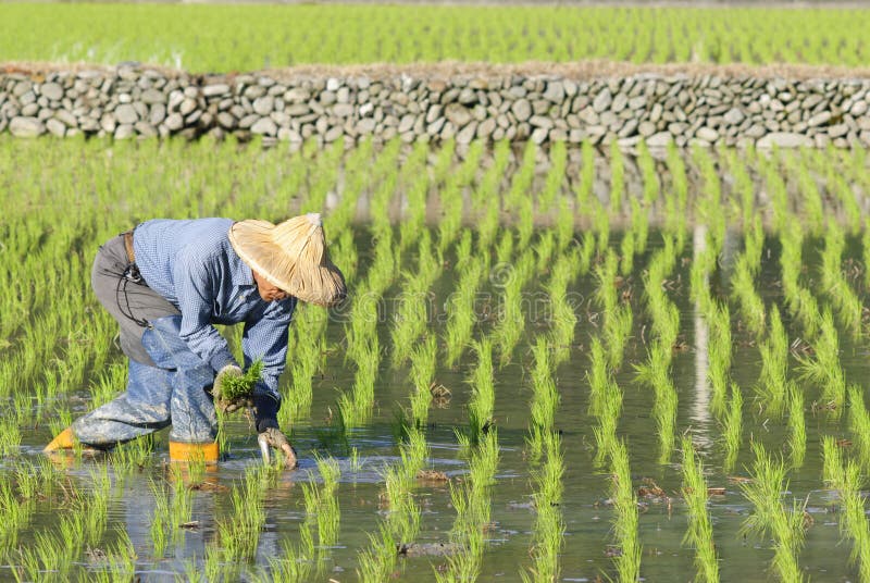 Asian Worker on Paddy Rice Field. Stock Image - Image of agriculture ...