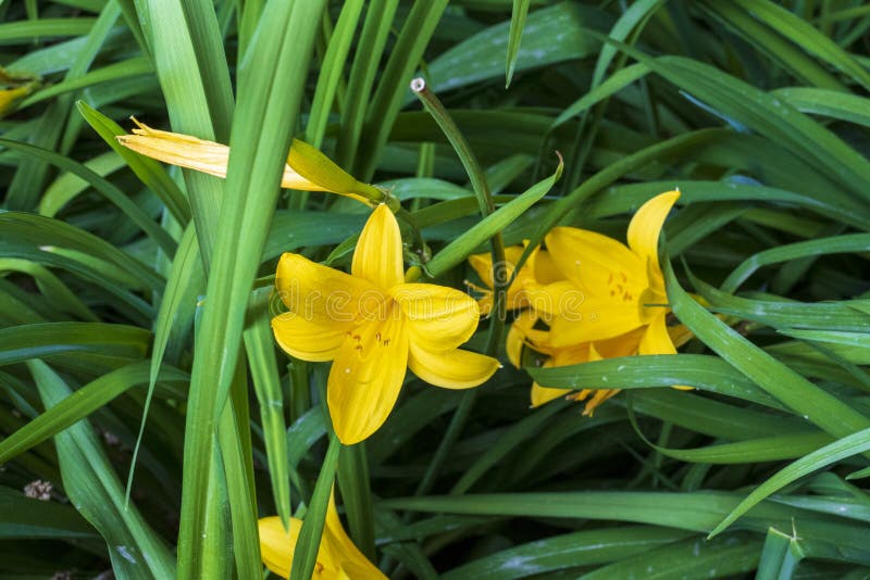 Asian Yellow Lily Flower, with Green Leaf Background Stock Image ...