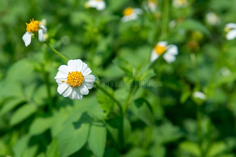 Asiandaisy flowers stock photo. Image of outdoor, flower - 53743802