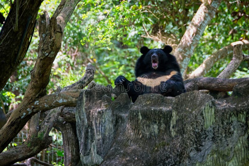 Asiatic Black Bear in the Tree Stock Photo - Image of predator, tree ...