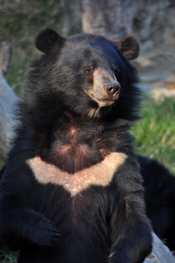 Asiatic black bear stock photo. Image of animal, black - 36793798