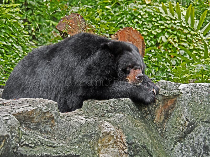 Asiatic black bear stock photo. Image of black, male - 15025620