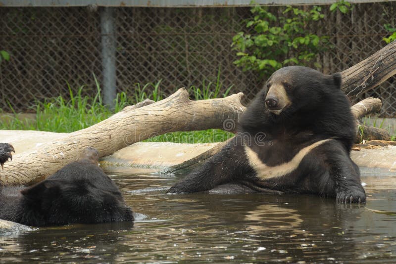 The Asiatic Black Bear Relax in Basin. Stock Photo - Image of travel ...