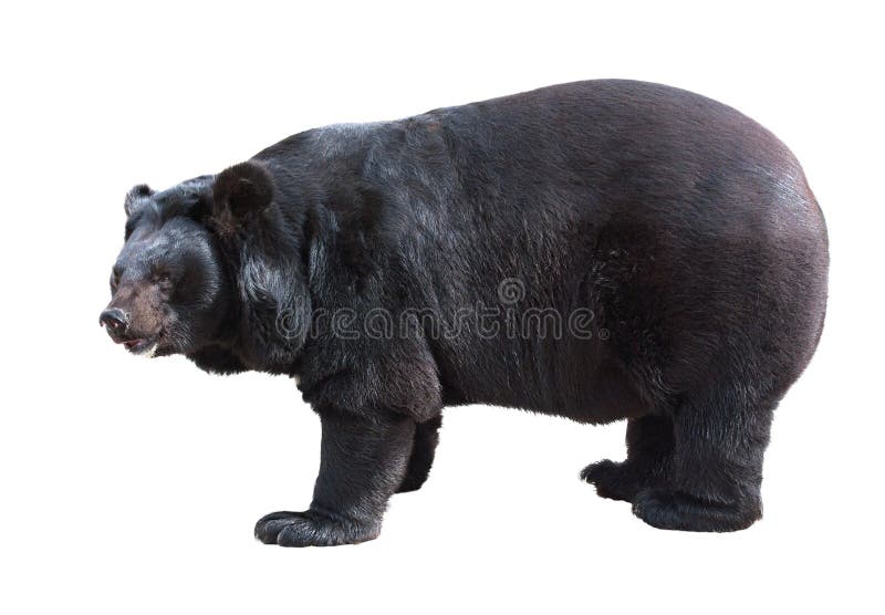 Asiatic Black Bear Standing Stock Photo - Image of large, portrait ...