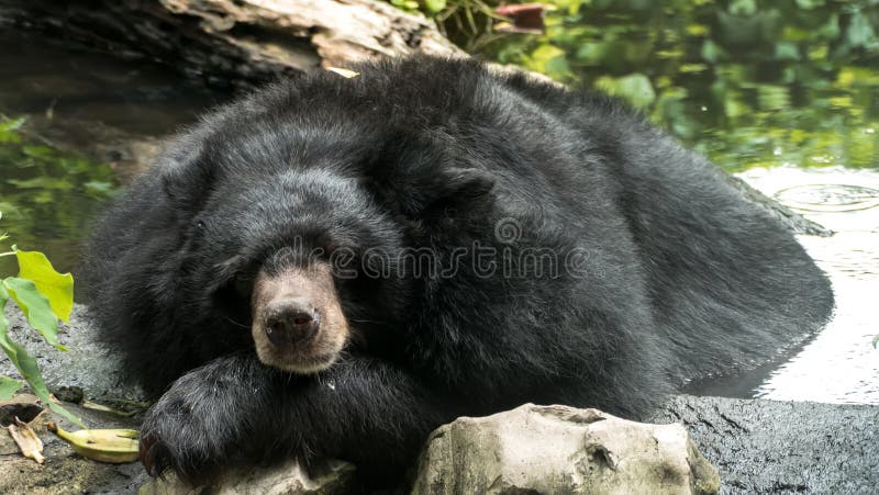 Asiatic Black Bear stock photo. Image of animal, ursus - 224778800