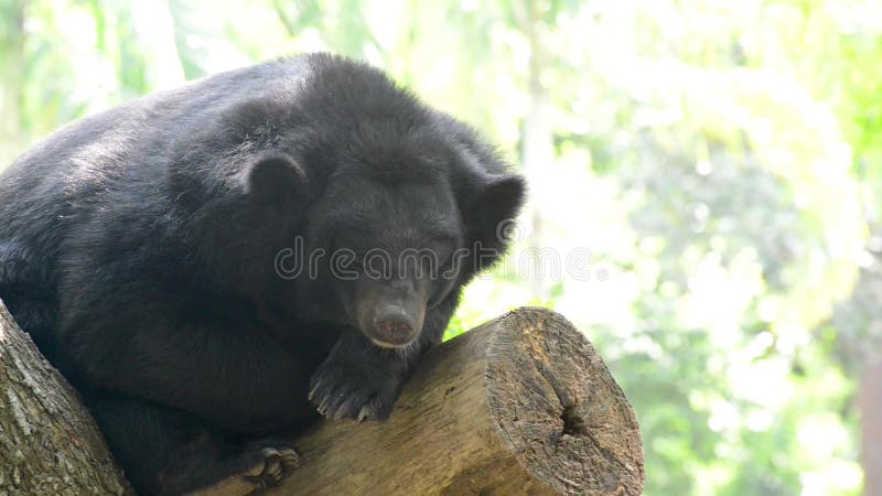 Asiatic Black Bear Gazing Attentively in a Concrete Habitat. this Photo ...