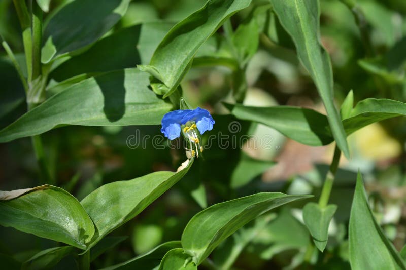 Asiatic dayflower stock image. Image of commelina, outdoors - 301138149