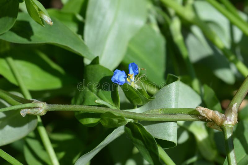 Asiatic dayflower stock image. Image of communis, blue - 304790291