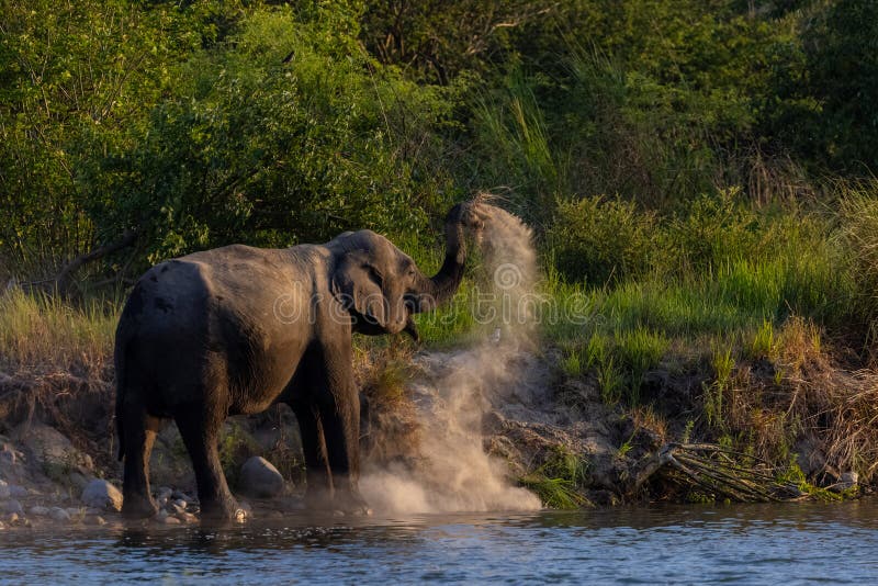 Asiatic Elephant in Corbett Stock Photo - Image of plain, safari: 346350892