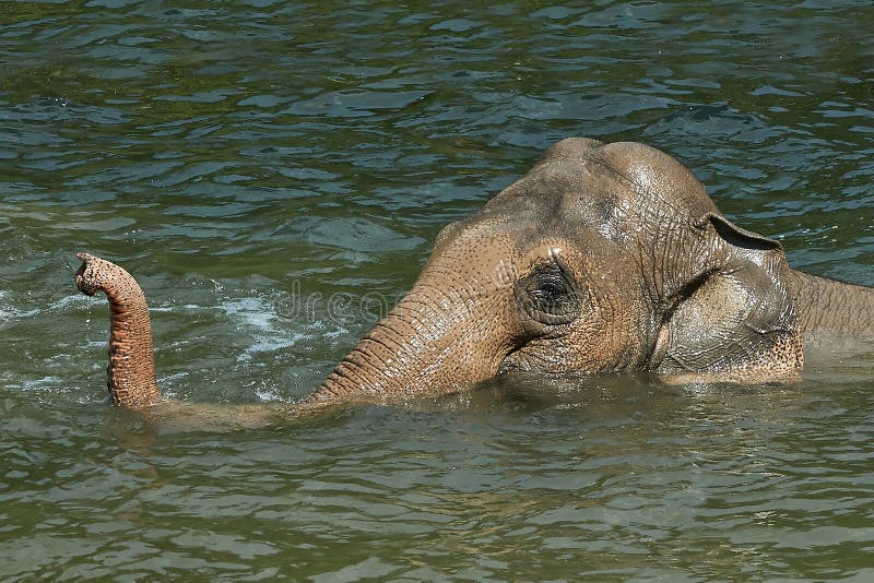 Asiatic Elephant (Elephas Maximus) Stock Photo - Image of lake, water ... Asiatic Elephant (Elephas Maximus) Stock Photo - Image of lake, water ...